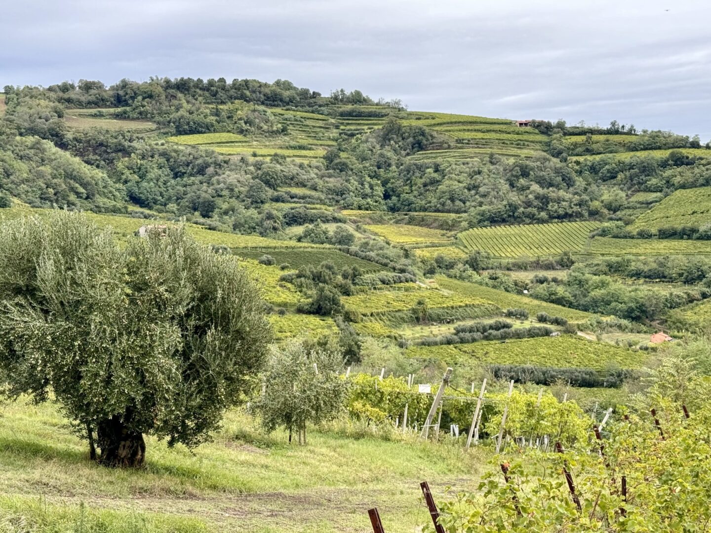 Gambellara: breve viaggio in un feudo dell'eclettica garganega - L ...